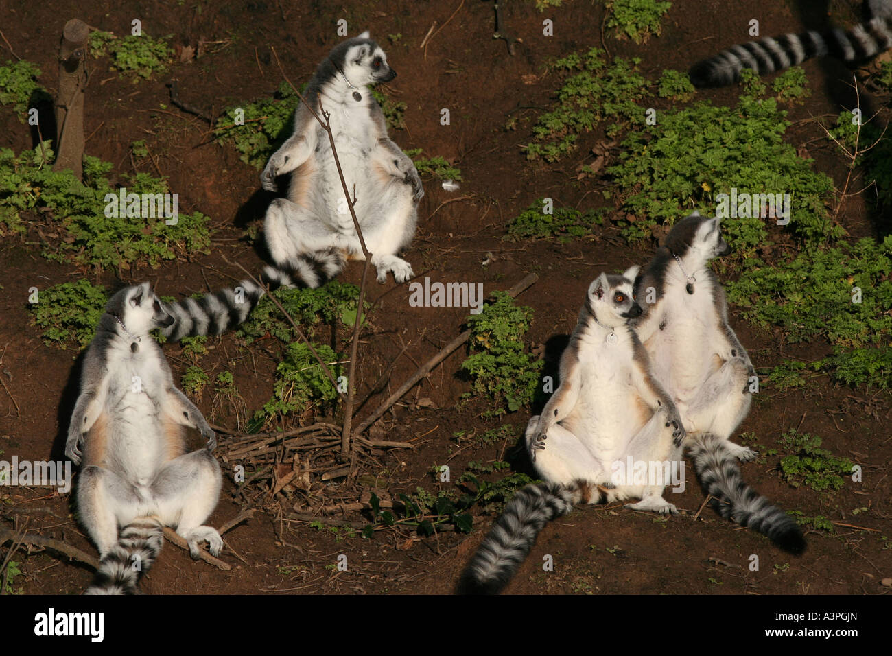 ring tailed lemurs sunbathing Stock Photo - Alamy