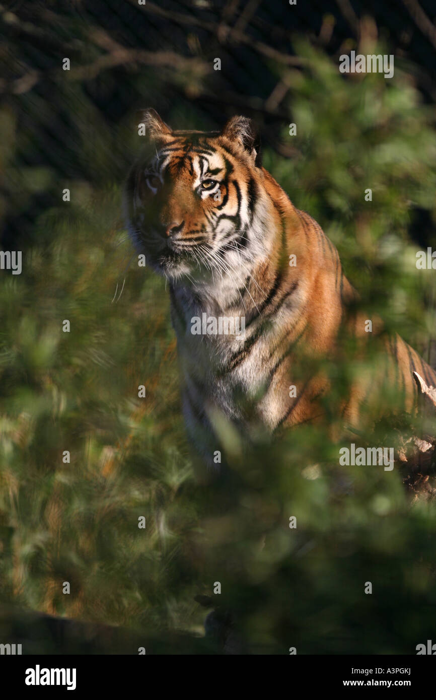 Tiger habitat loss hi-res stock photography and images - Alamy