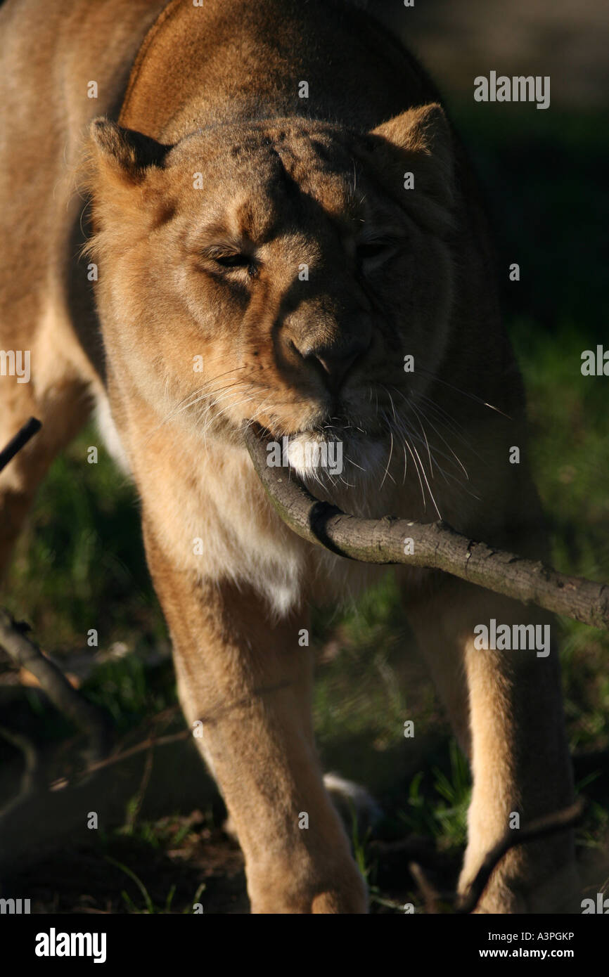 asiatic lion scratching Stock Photo - Alamy