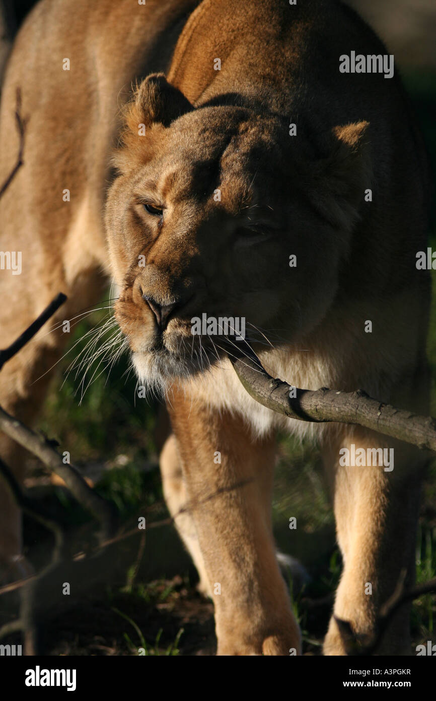 asiatic lion scratching Stock Photo - Alamy
