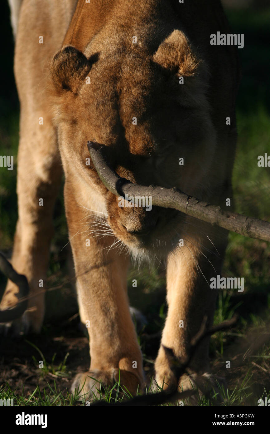 asiatic lion scratching Stock Photo - Alamy