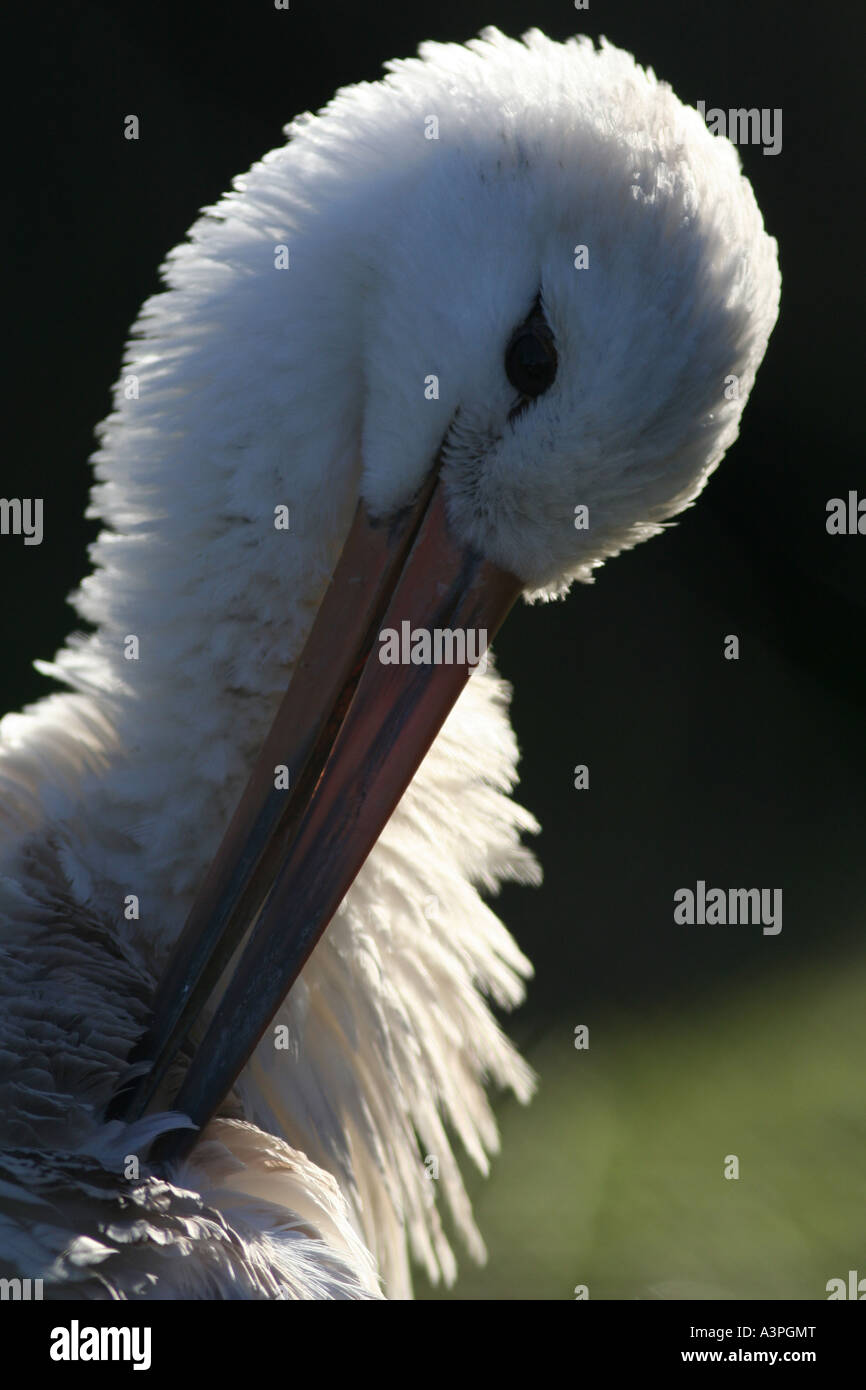 Backlit white stork Stock Photo - Alamy