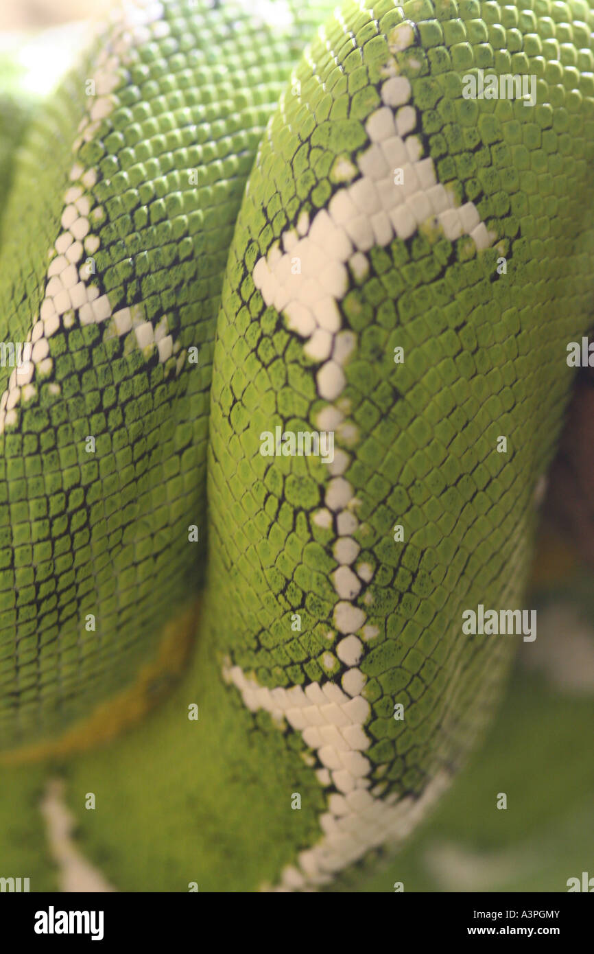 Emerald tree boa Stock Photo - Alamy