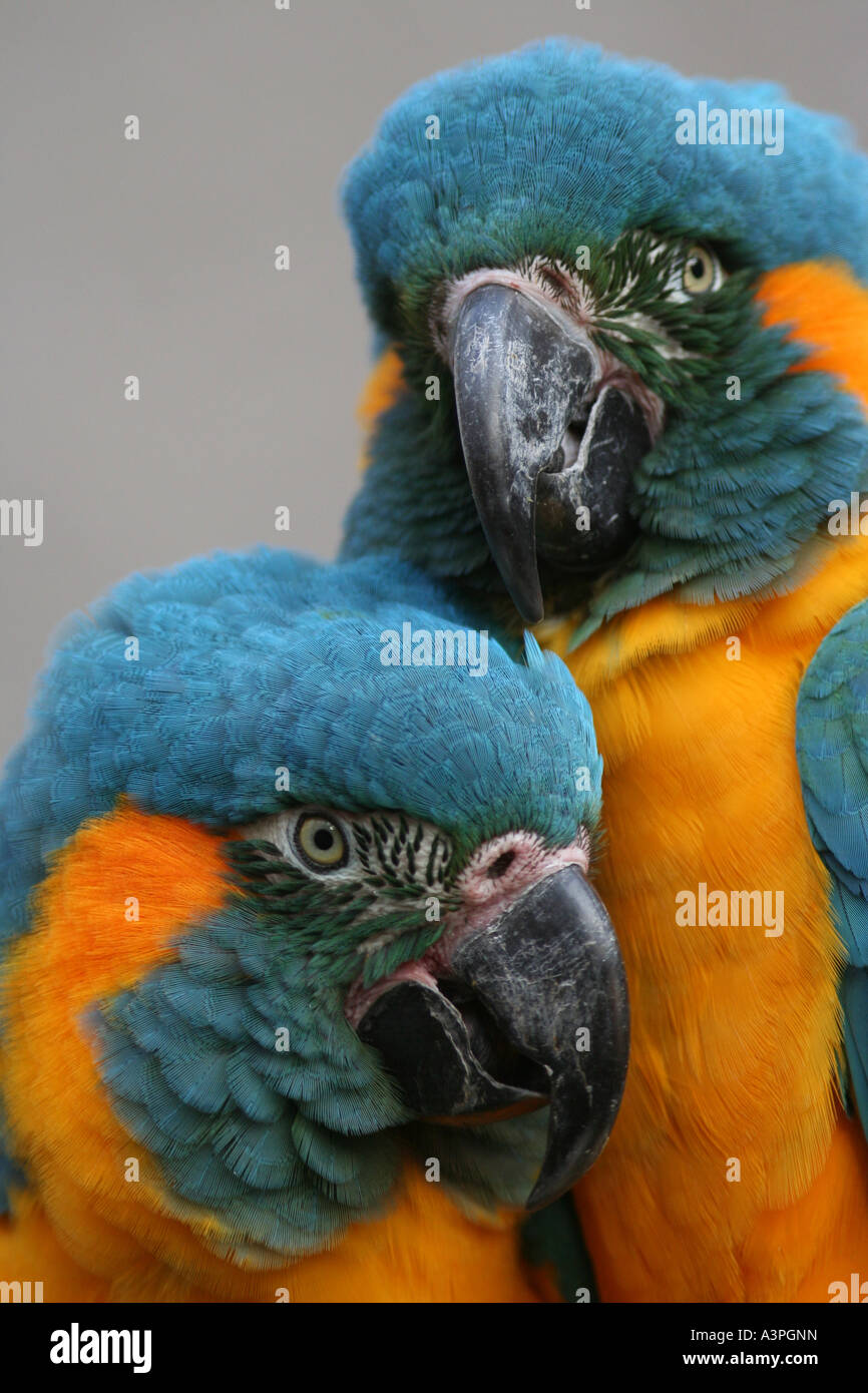 Blue throated macaws Stock Photo - Alamy