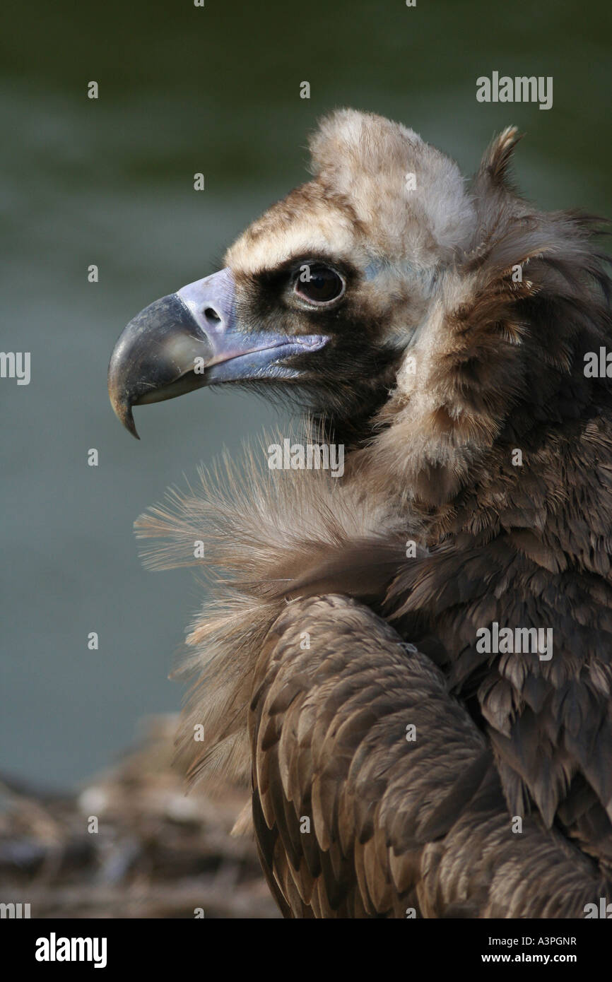 European Black vulture Stock Photo - Alamy