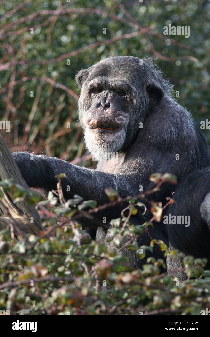 Old male chimpanzee hi-res stock photography and images - Alamy