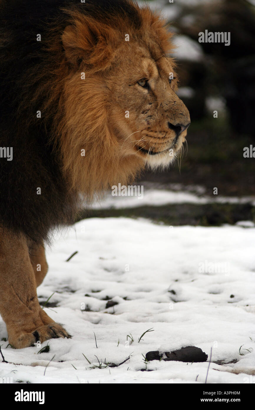 Asiatic lion in the snow Stock Photo - Alamy