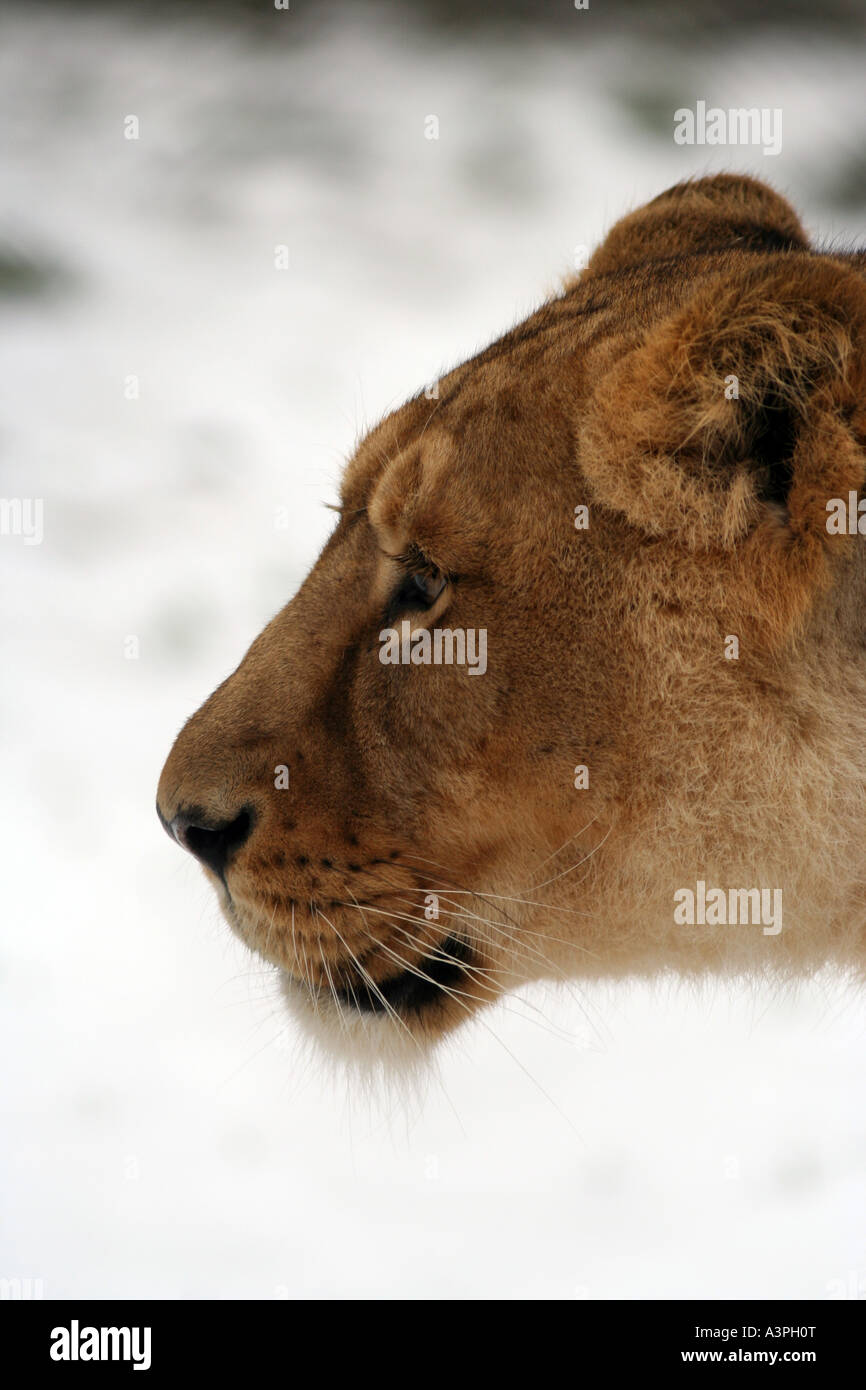 Asiatic lion in snow hi-res stock photography and images - Alamy
