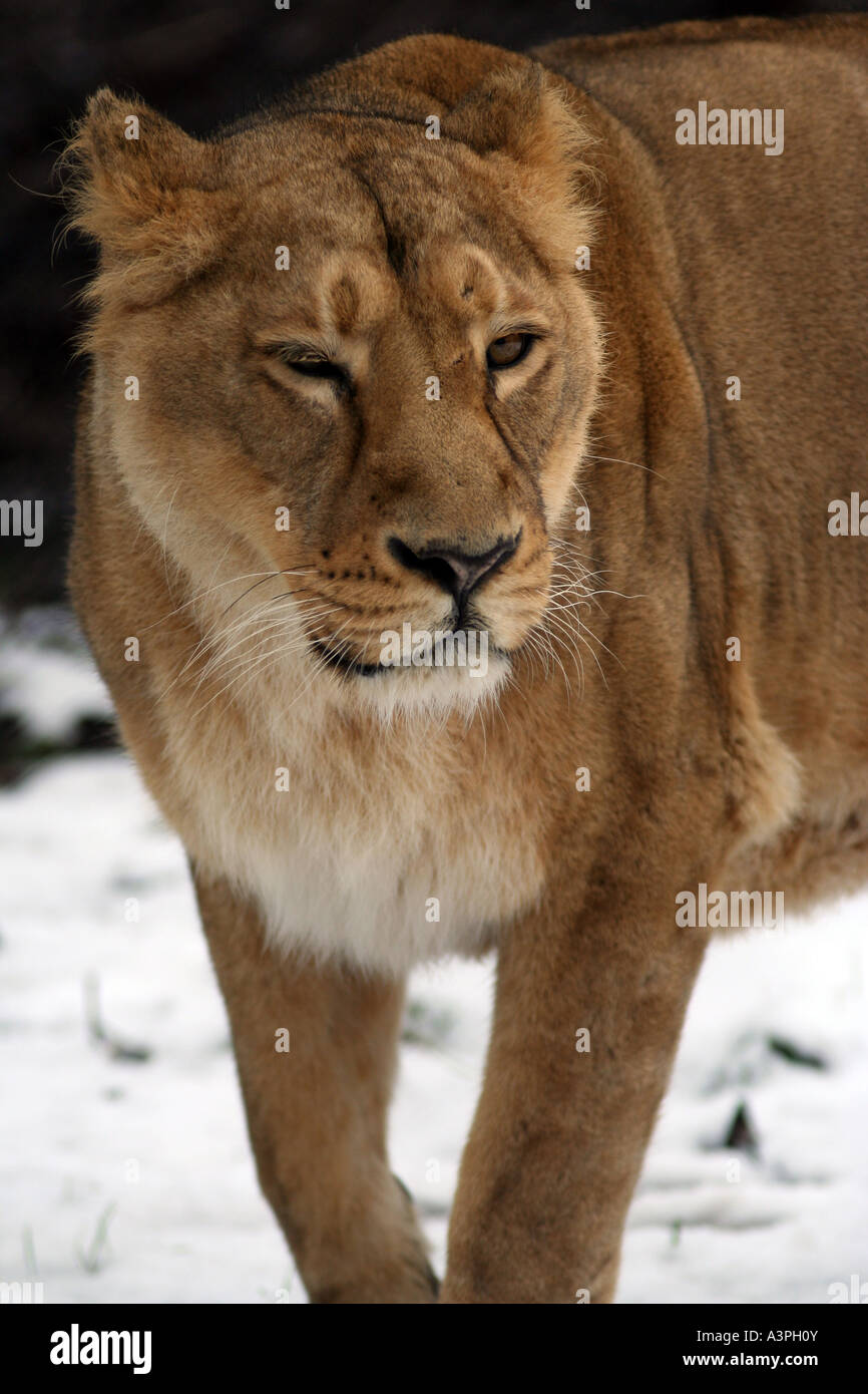 Lioness snow hi-res stock photography and images - Alamy