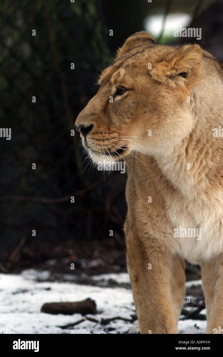 Asiatic lion in snow hi-res stock photography and images - Alamy