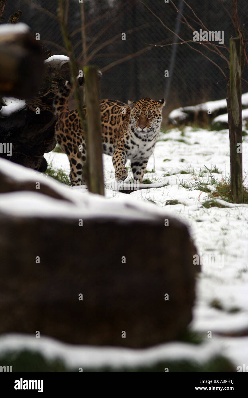 Jaguar in the snow Stock Photo - Alamy
