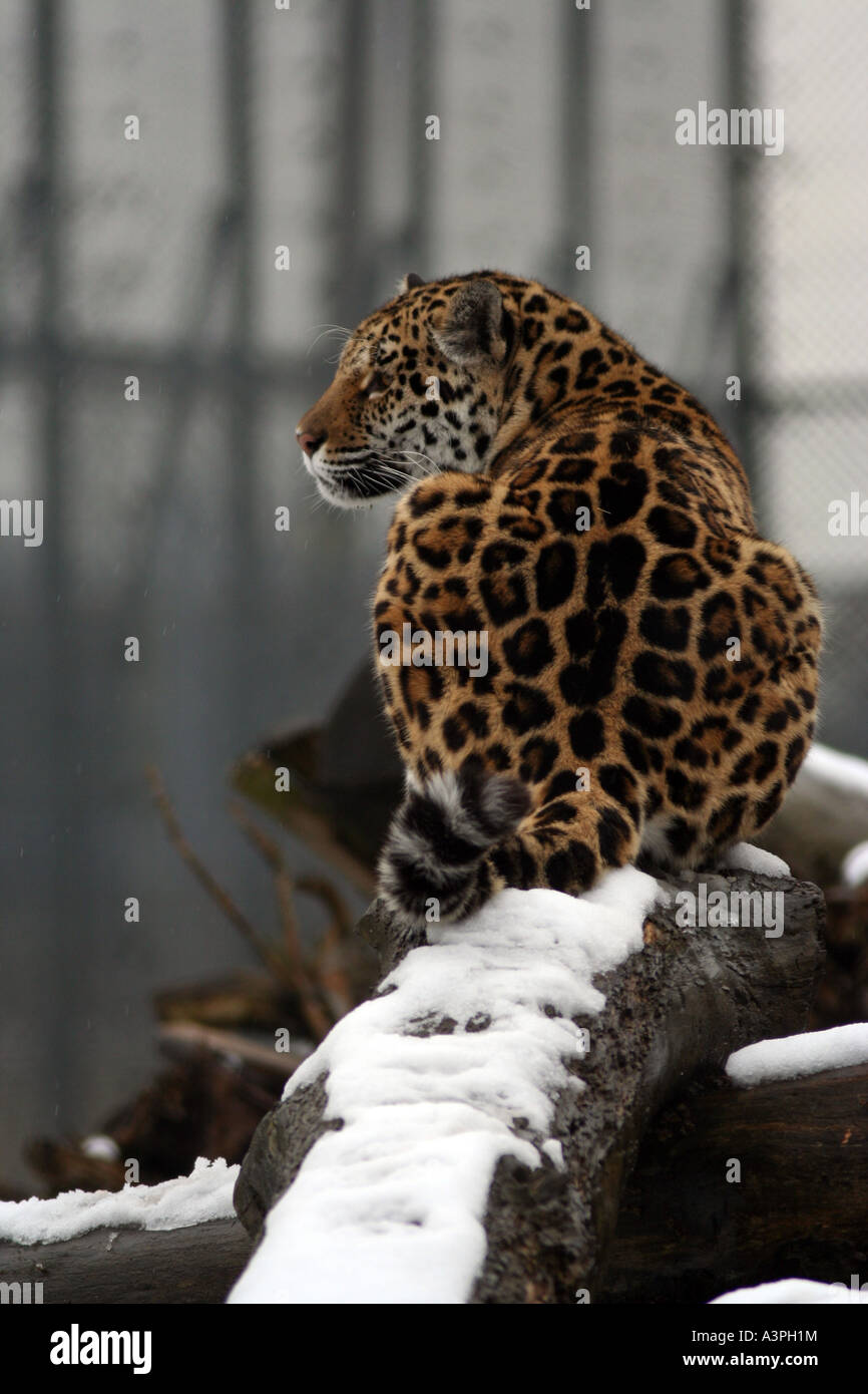 Jaguar in the snow Stock Photo - Alamy