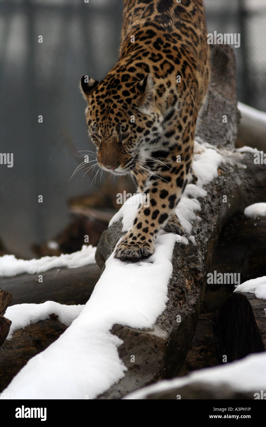 Jaguar walking branch hi-res stock photography and images - Alamy