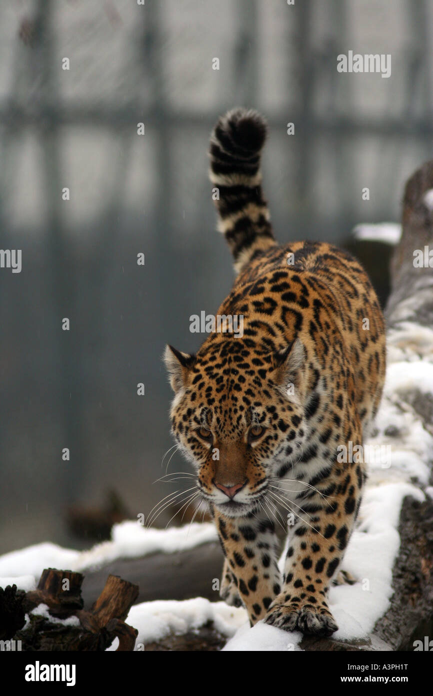 Jaguar in the snow Stock Photo - Alamy