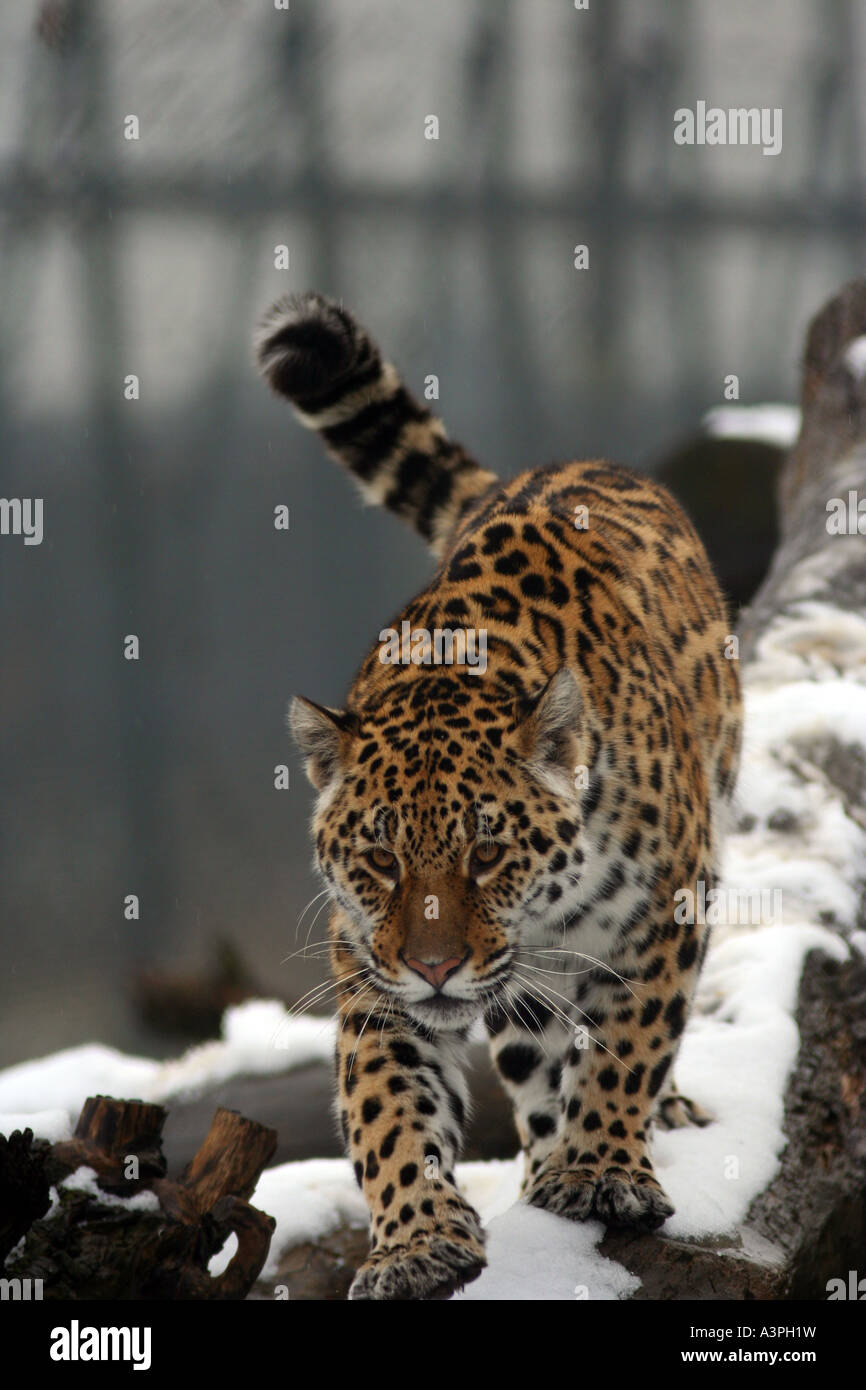 Jaguar in the snow Stock Photo - Alamy
