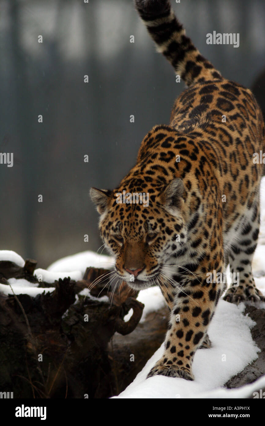 Jaguars In Snowy Neighborhood