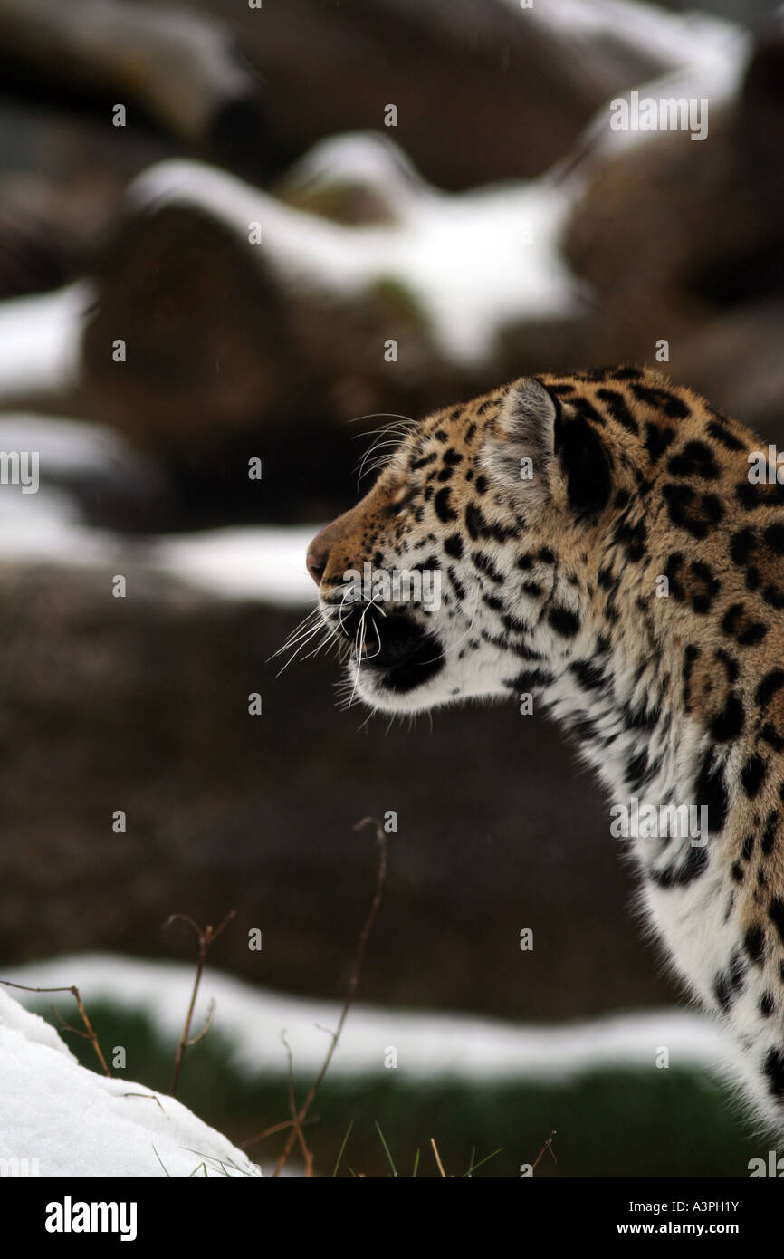 Jaguar in the snow Stock Photo - Alamy