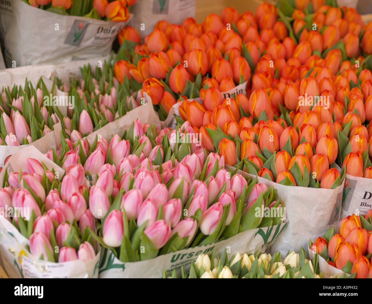 Selection of tulips hi-res stock photography and images - Alamy