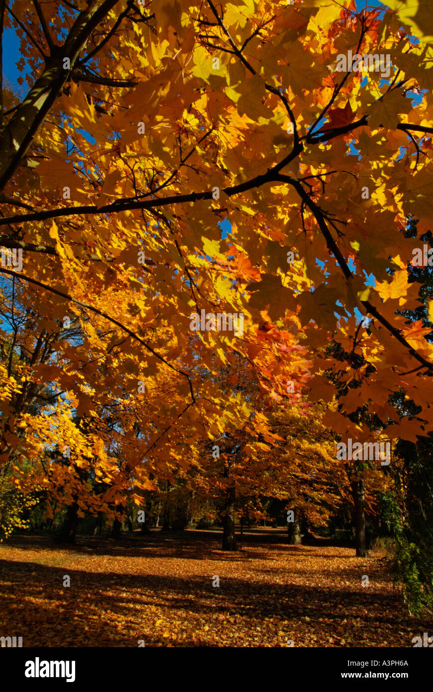 Trees in Autumn colours Highfields Park In the grounds of University of ...