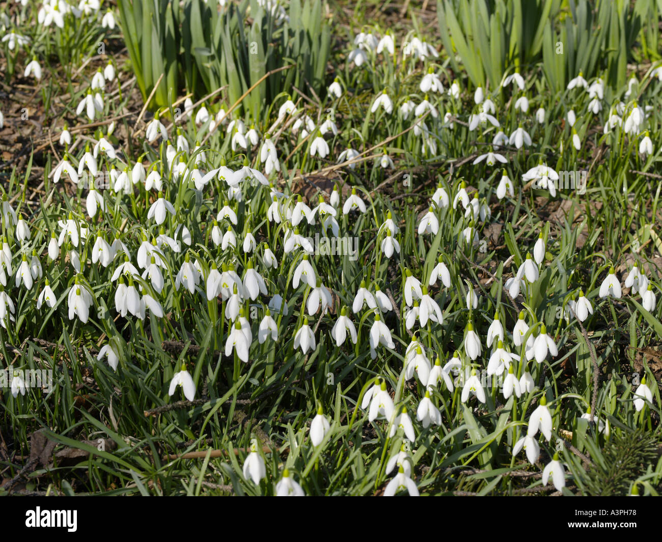 Snowdrop valley hi-res stock photography and images - Alamy