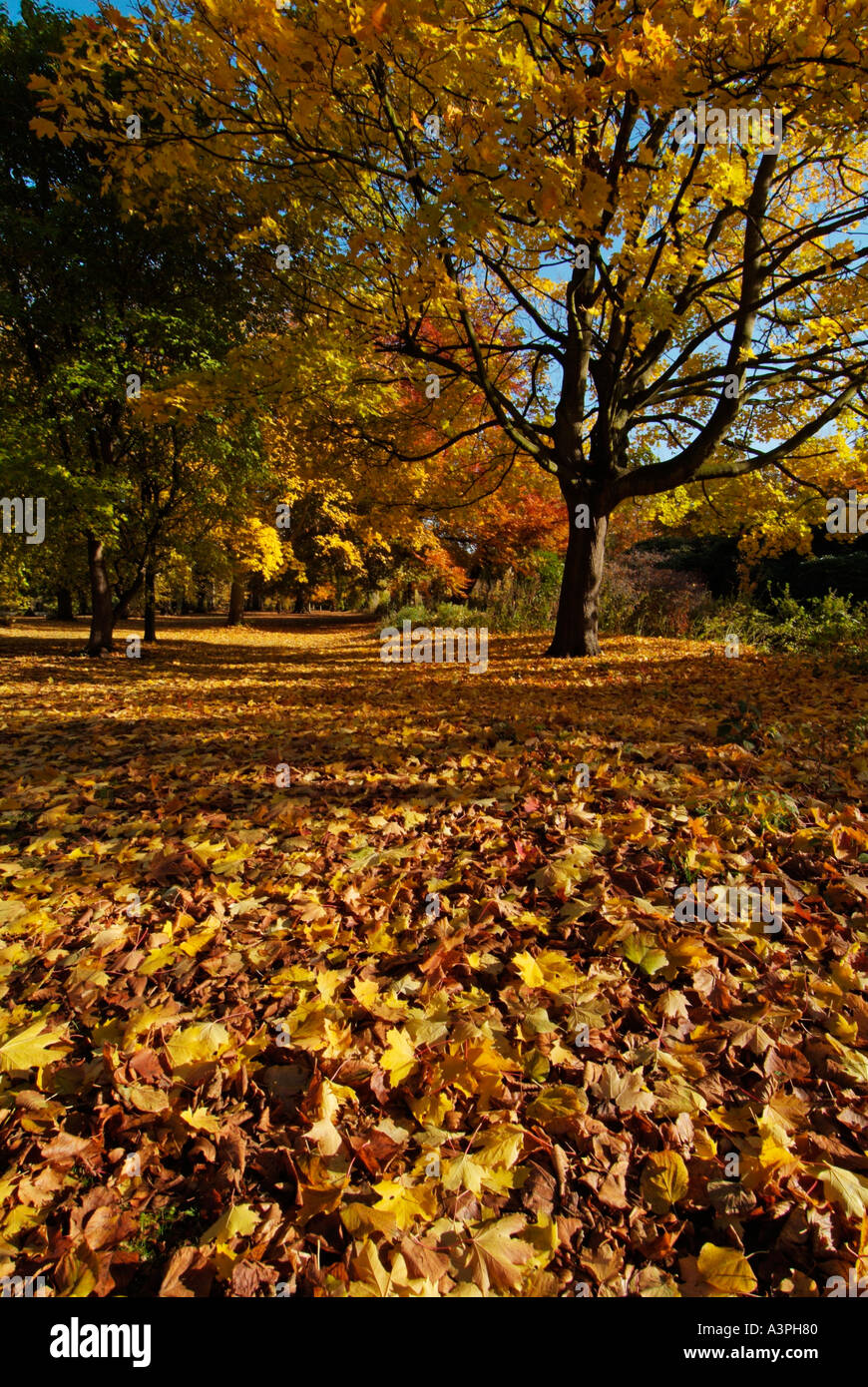 Trees in autumn colours University of Nottingham campus Nottinghamshire ...