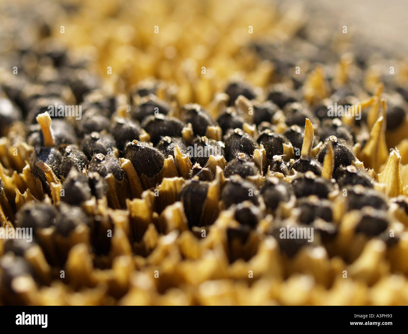 Plant hole nature opening pattern peak product seeds sun hi-res stock ...