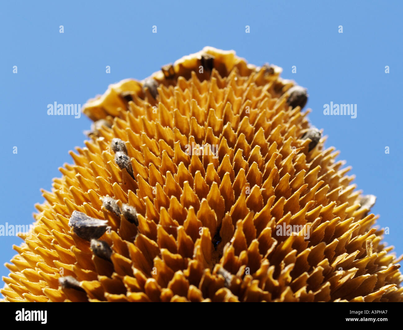 sun flower, dried, seeds Stock Photo - Alamy