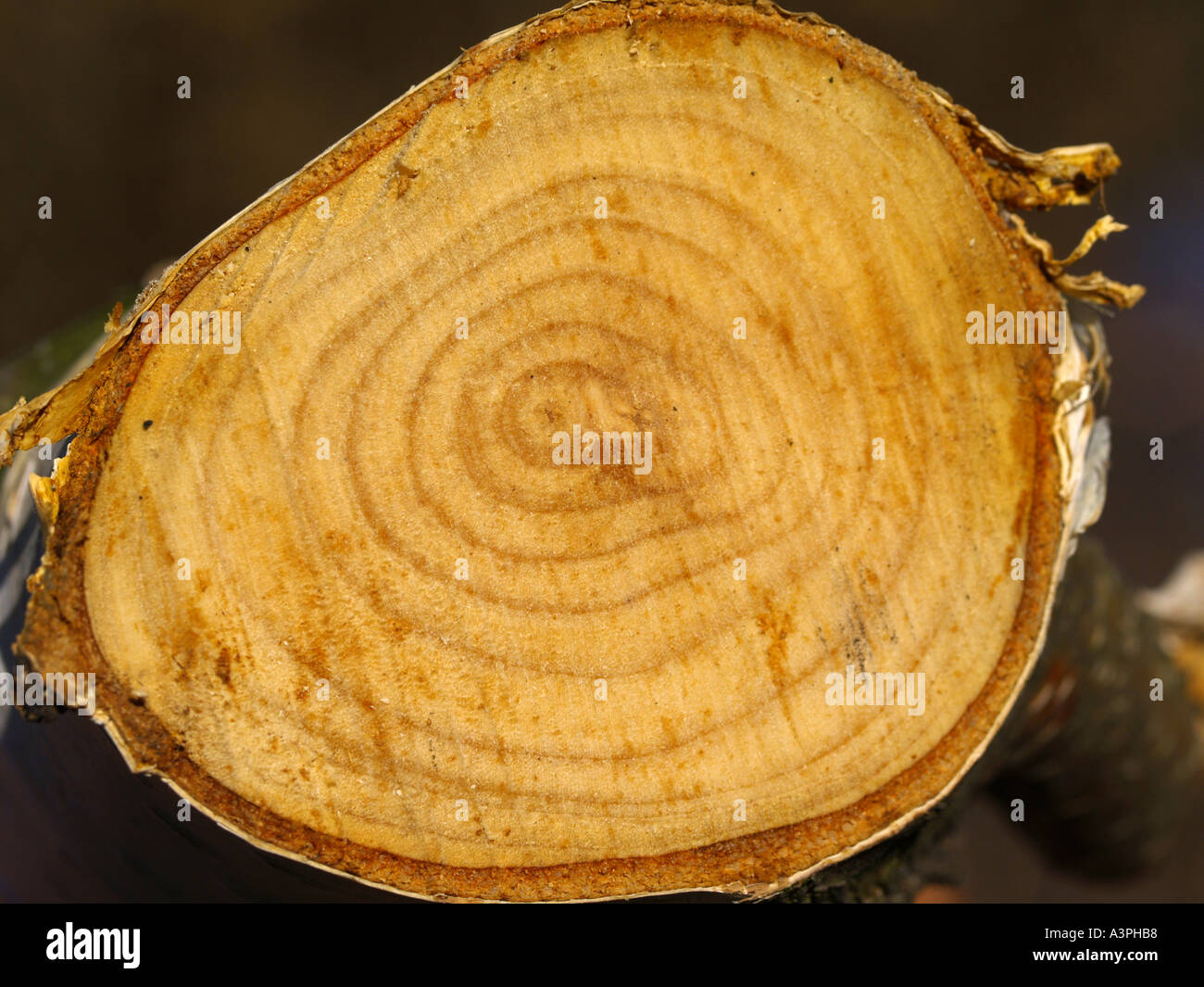 Annual ring hi-res stock photography and images - Alamy