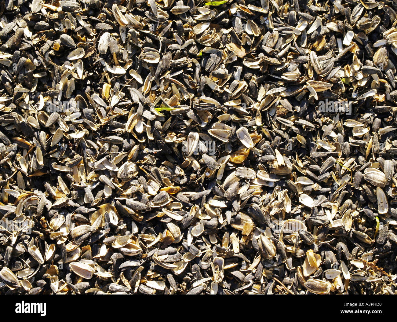 sun flower, shell of seeds Stock Photo - Alamy