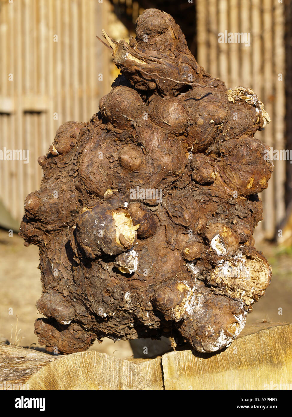 Rootstock hi-res stock photography and images - Alamy