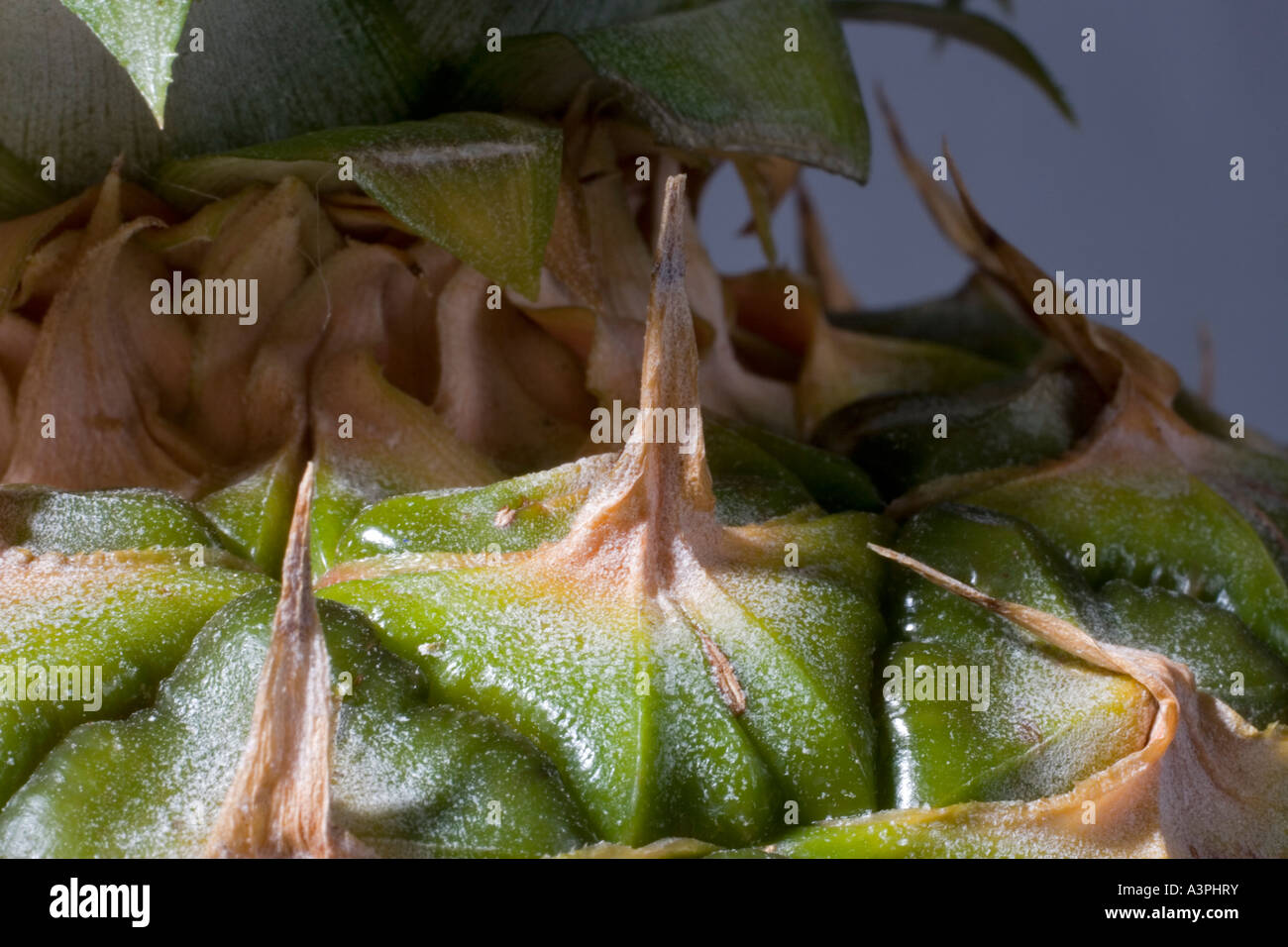 Blattschuppen hi-res stock photography and images - Alamy