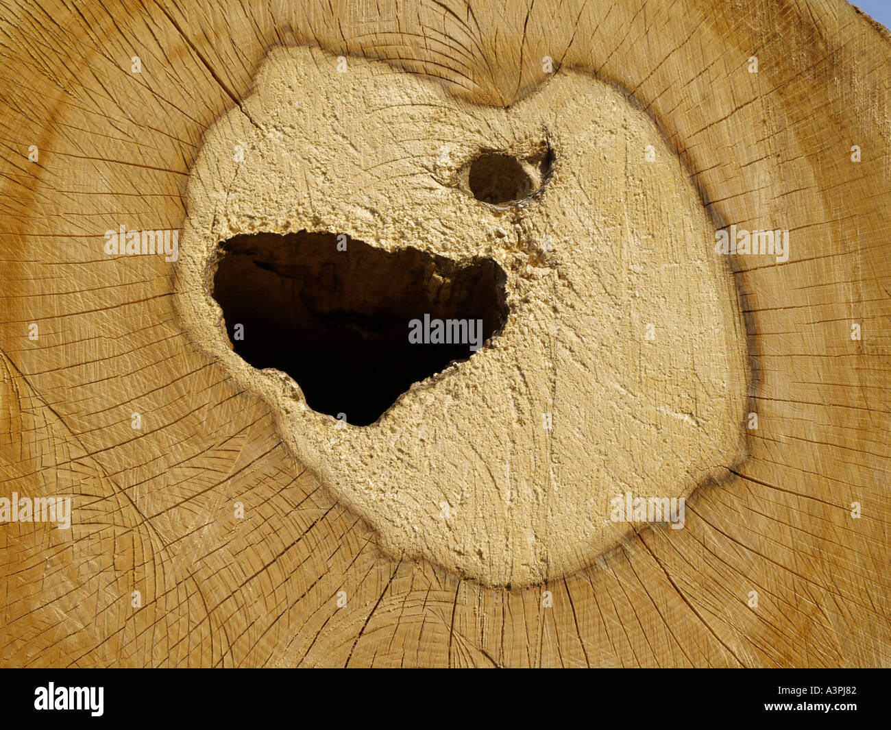 beech tree, damage Stock Photo - Alamy