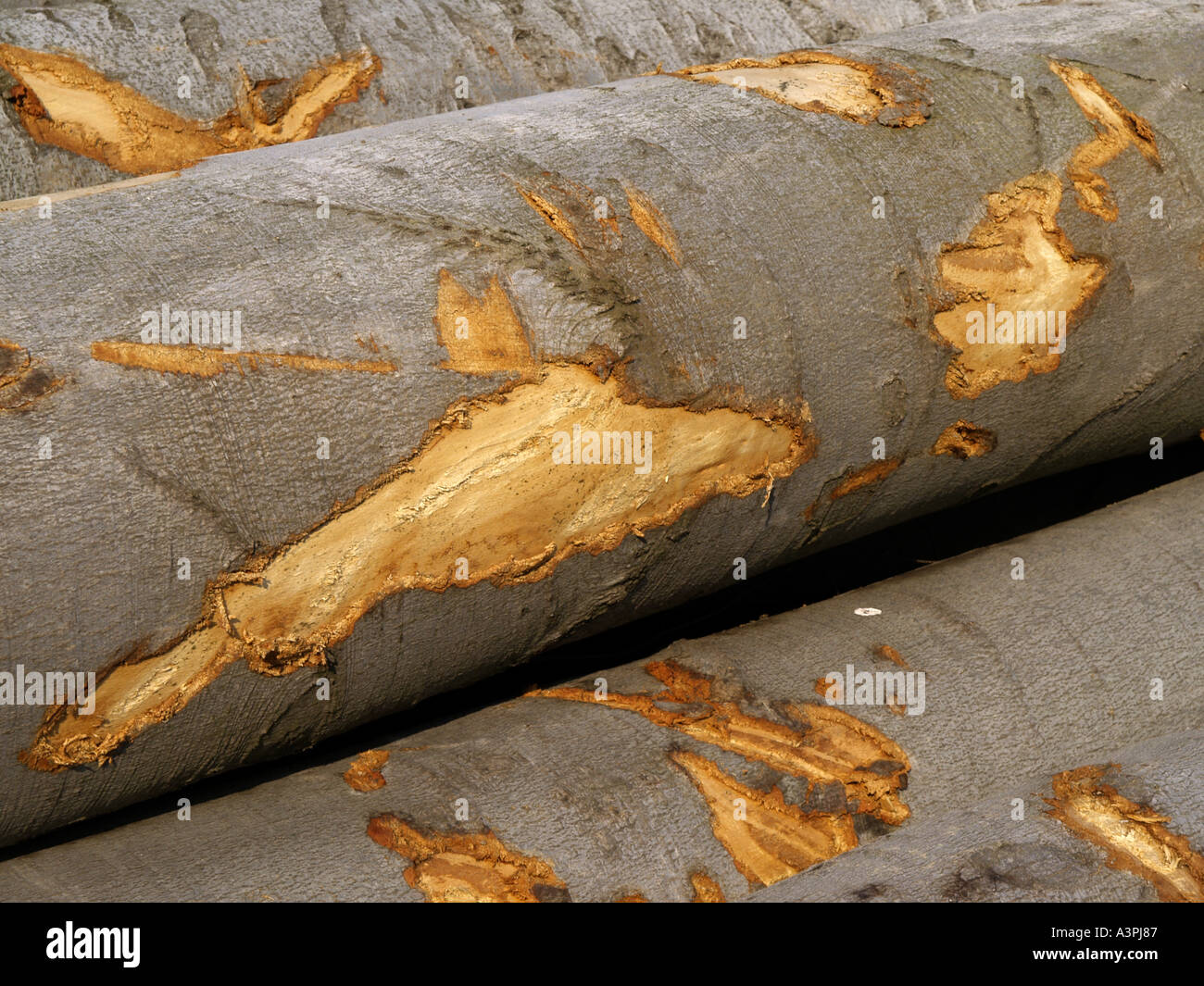 beech tree, damaged bark Stock Photo - Alamy