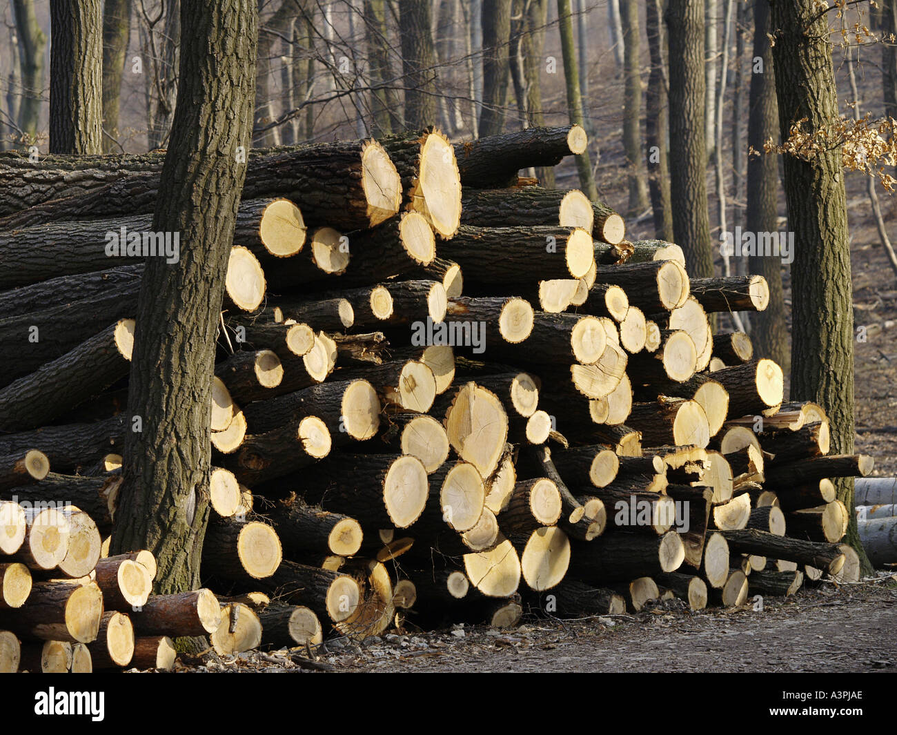 Oak tree bole hi-res stock photography and images - Alamy