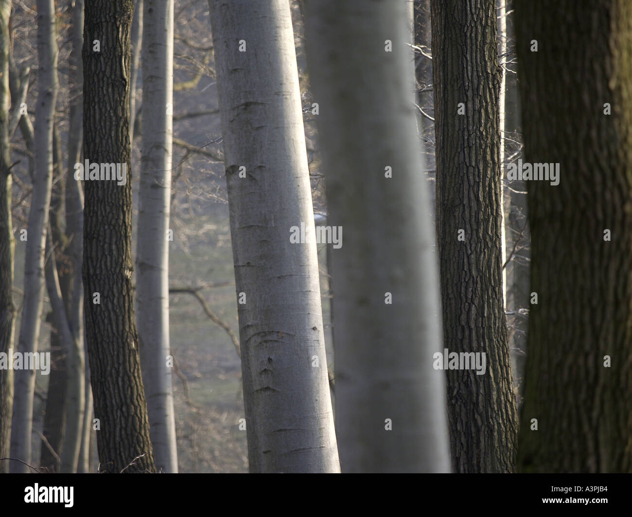 beech tree, oak tree Stock Photo - Alamy