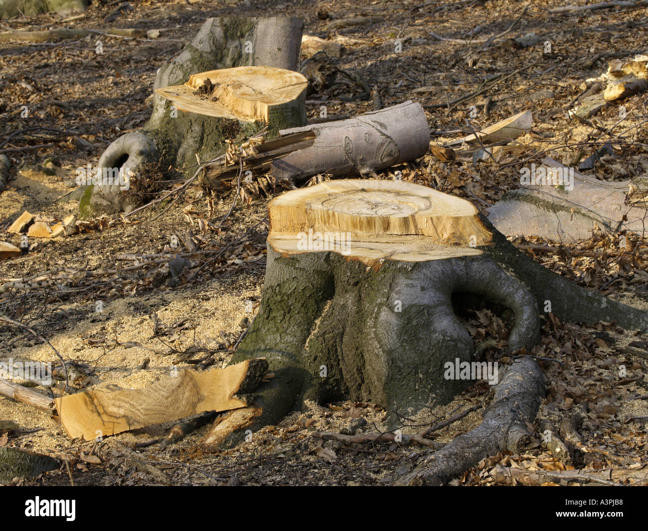 Tree stump beech hi-res stock photography and images - Alamy