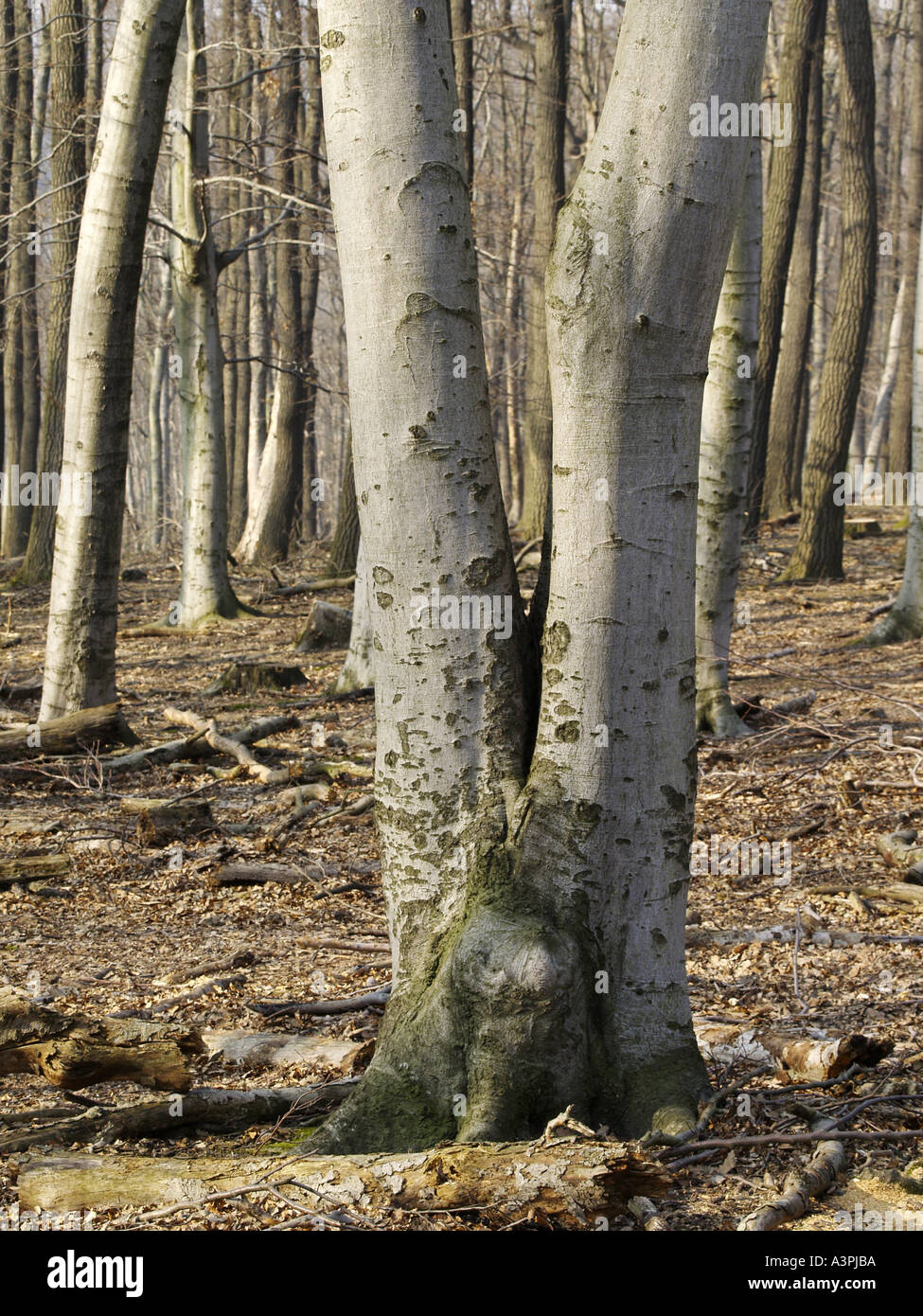 beech tree, double tree Stock Photo - Alamy