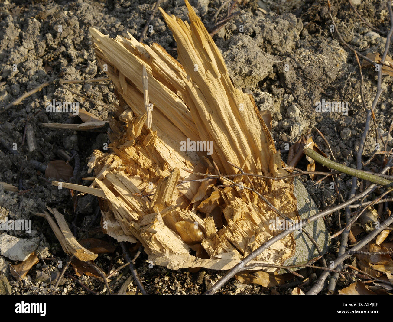 beech tree, broken tree Stock Photo - Alamy