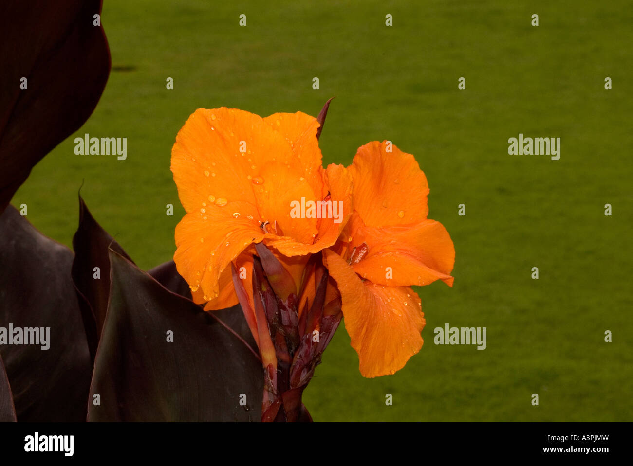 Canada, British Columbia, Victoria, Butchart Gardens, Canna flower ...