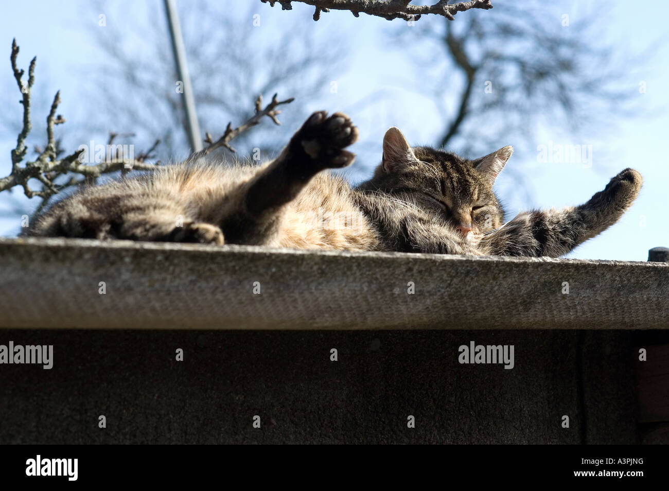 A snoozing cat Stock Photo - Alamy