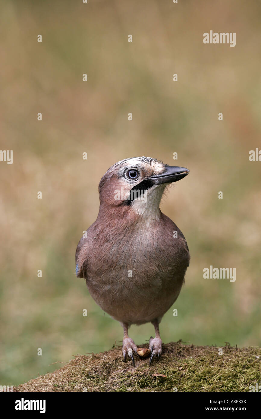 Eurasian jay and acorn hi-res stock photography and images - Alamy