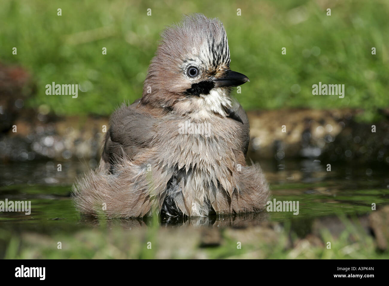 Eurasian jay bird scotland hi-res stock photography and images - Alamy