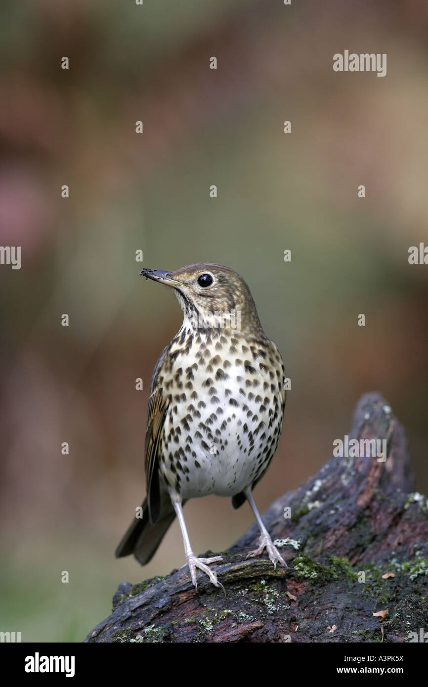 Portrait of thrush hi-res stock photography and images - Alamy