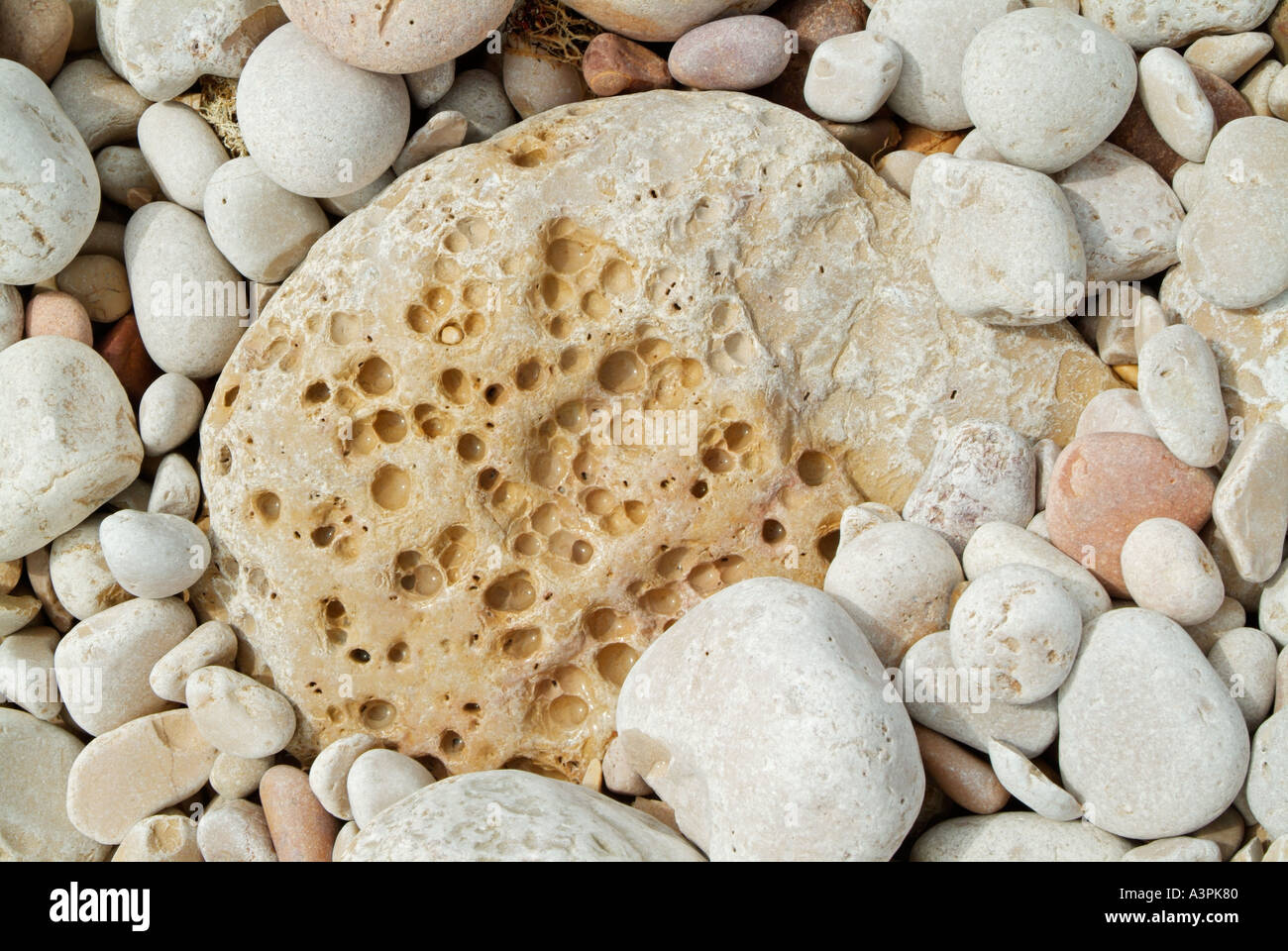 Large pebble with holes in a mass of small pebbles on a beach in an ...