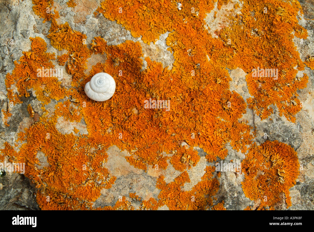 Snail shell on an orange rust lichen covered rock Stock Photo - Alamy