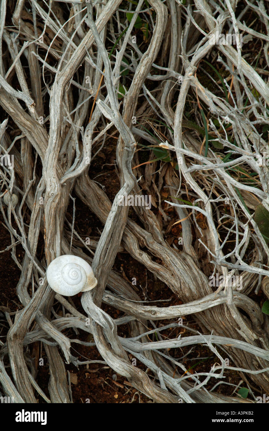 Snail shell in the twisted roots of wild juniper Stock Photo - Alamy