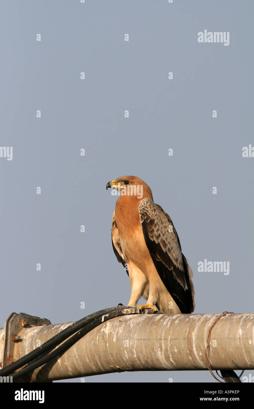 Greater Spotted Eagle Stock Photo - Alamy