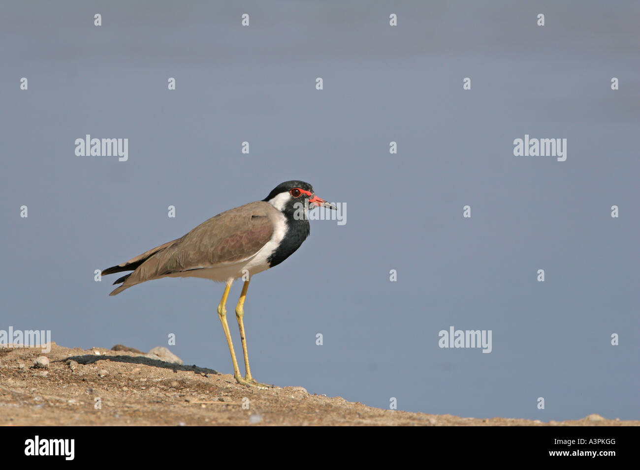 Red wattled Lapwing Stock Photo - Alamy