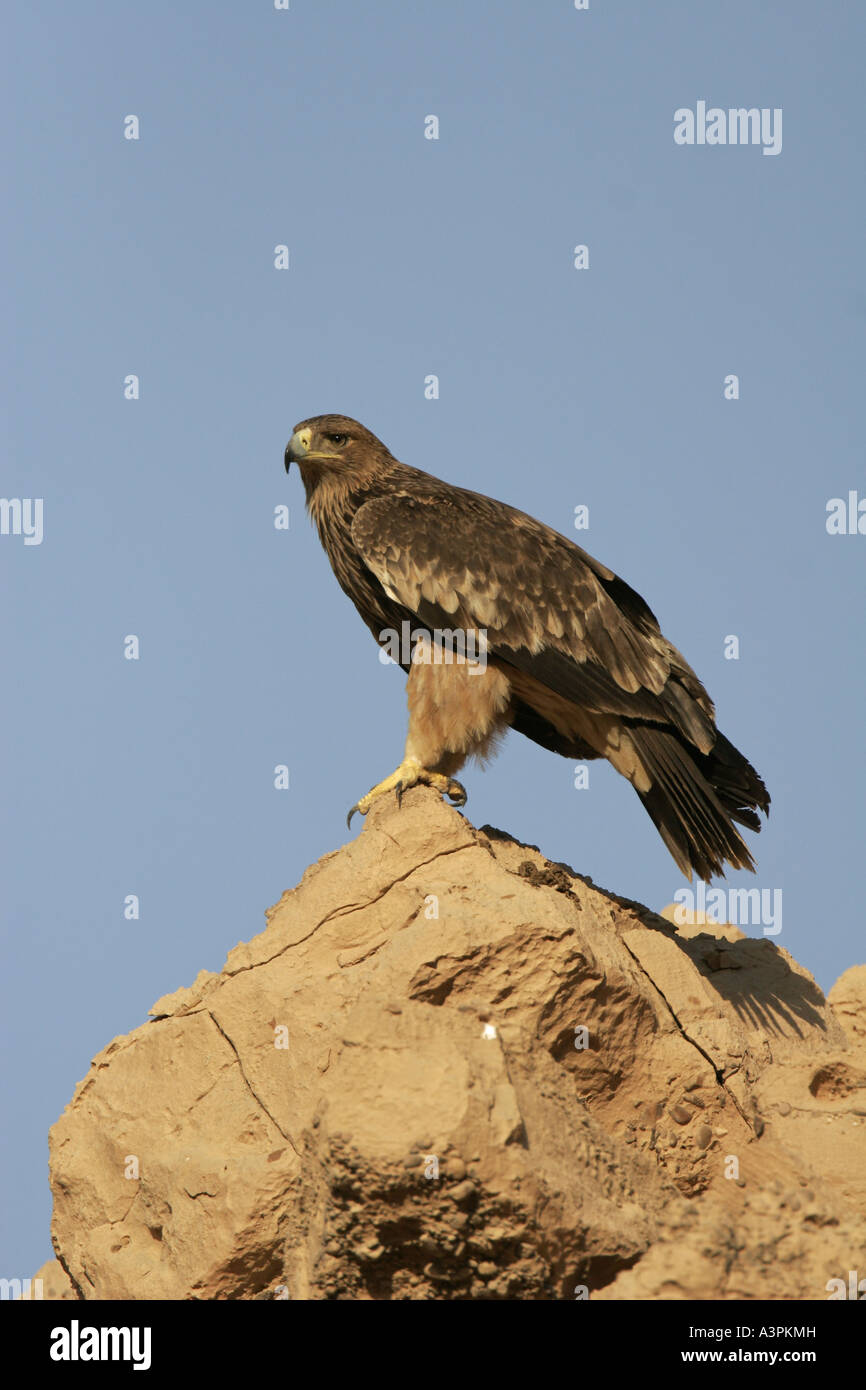 Eastern Imperial Eagle Stock Photo - Alamy
