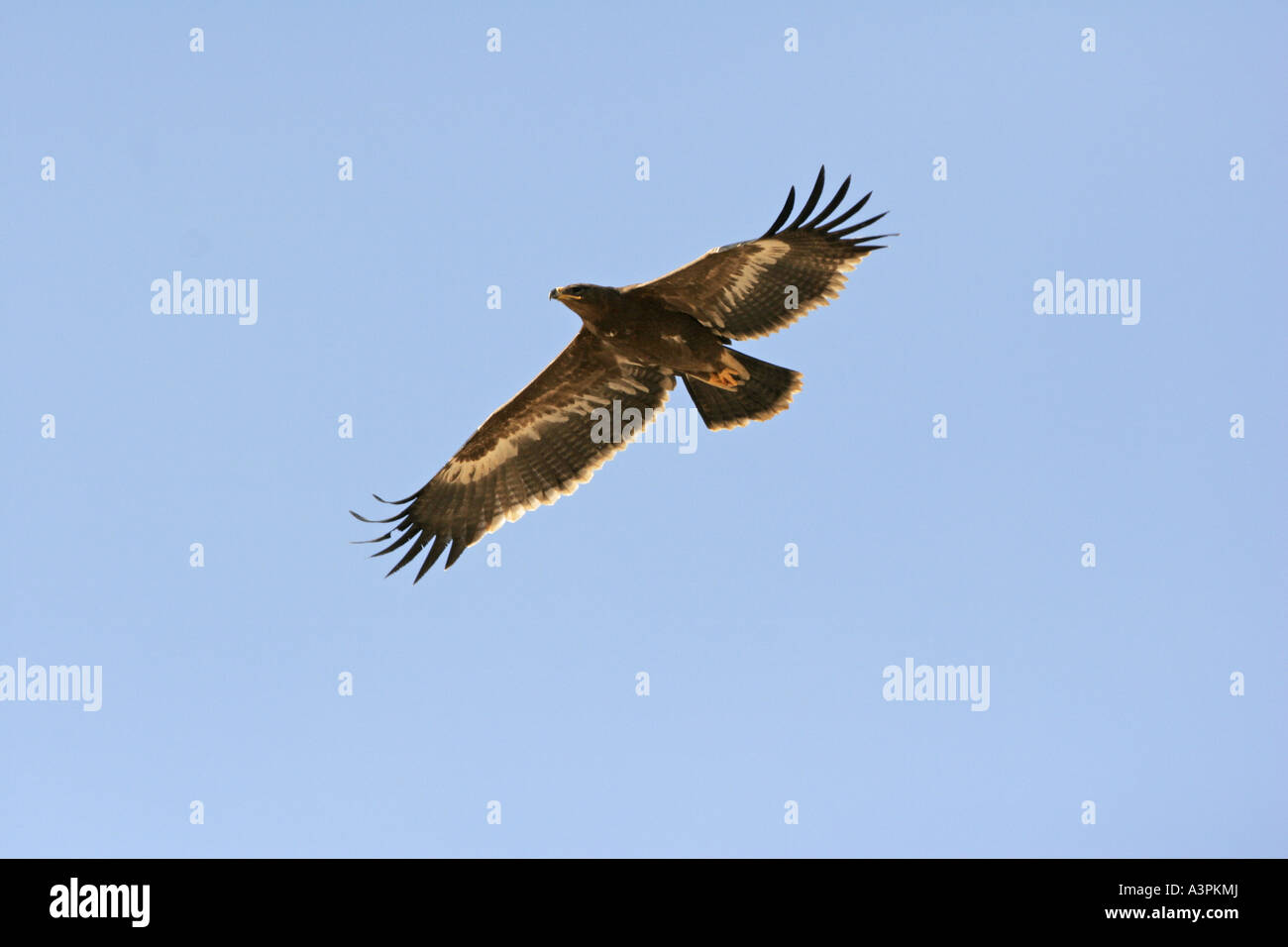 Steppe eagle migration hi-res stock photography and images - Alamy